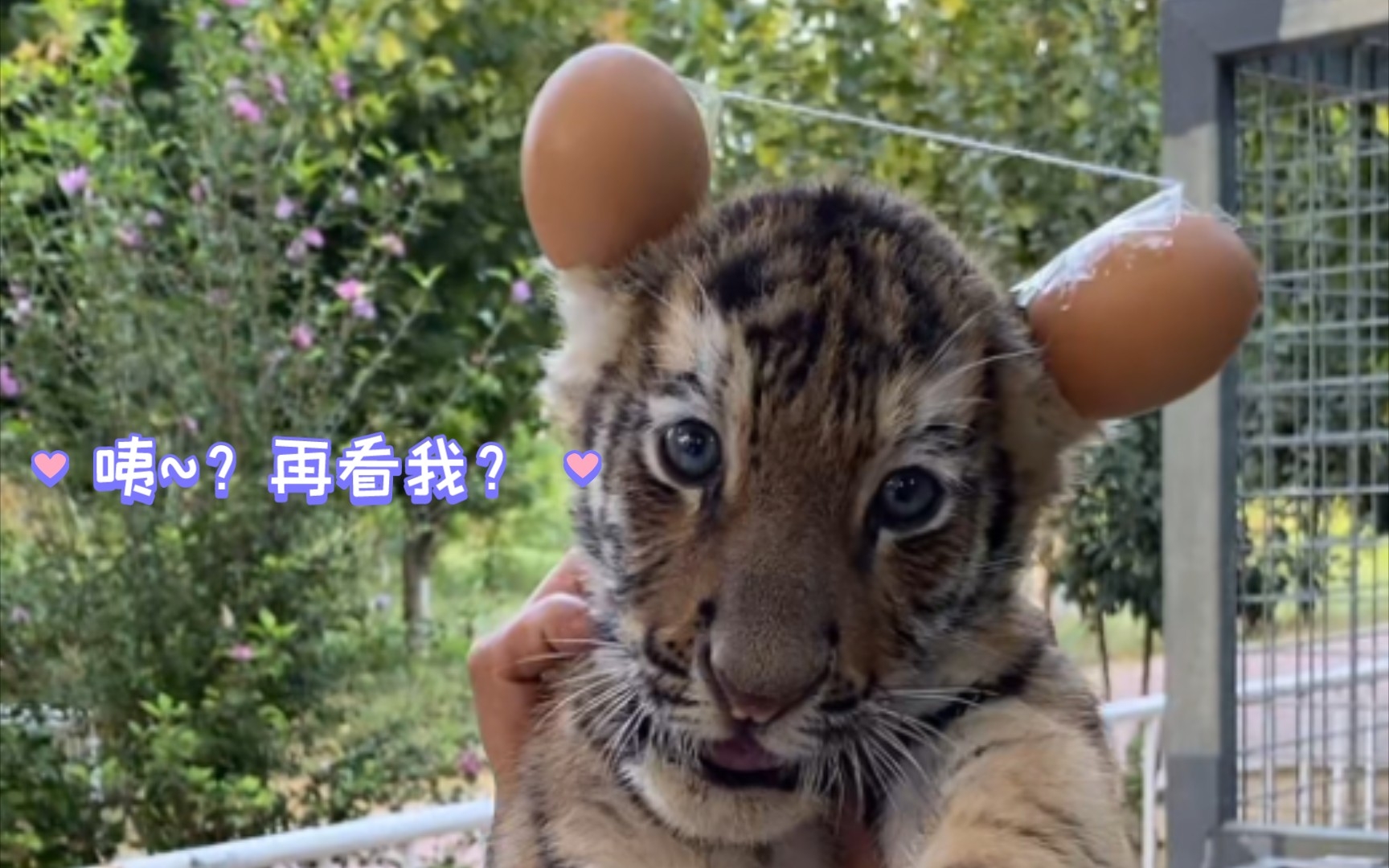 大虎叫声像牛叫~小奶虎你没听过吧~进来听~