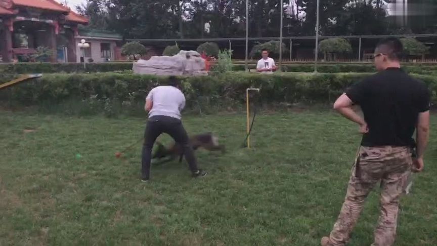 学训犬,找圣宠训犬师培训学校