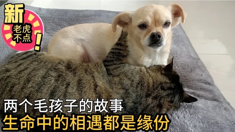 我们身边有很多流浪动物,请善待它们,让它们燃起生命的希望