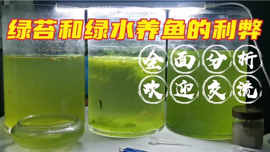 绿苔和绿水的区别,养鱼的利弊全面分析