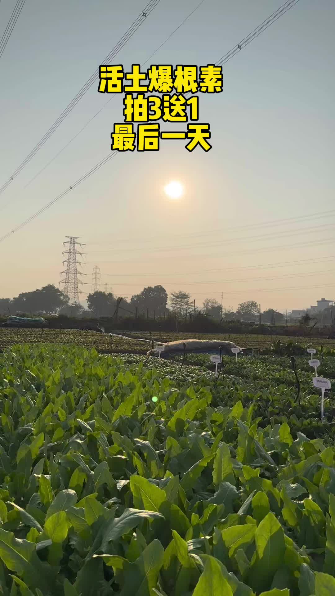 美好的一天开始了!活土爆根素买3送1,还有最后一天活动#农业种植 #...