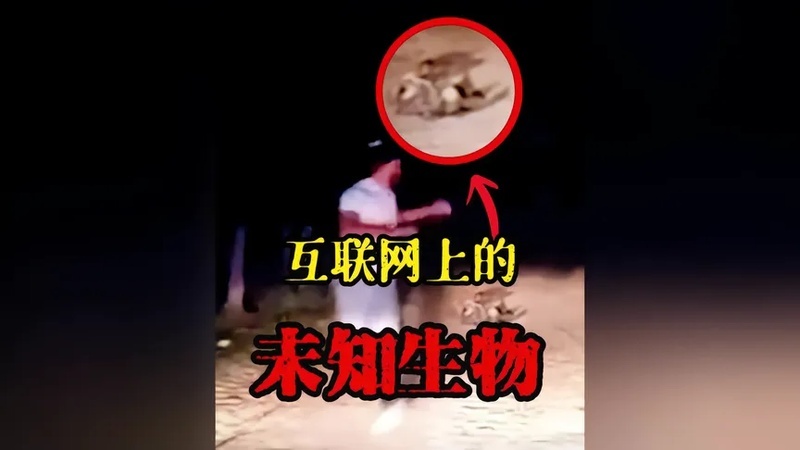 互联网上的未知生物 神秘生物 不明生物 奇闻奇事 未知世界