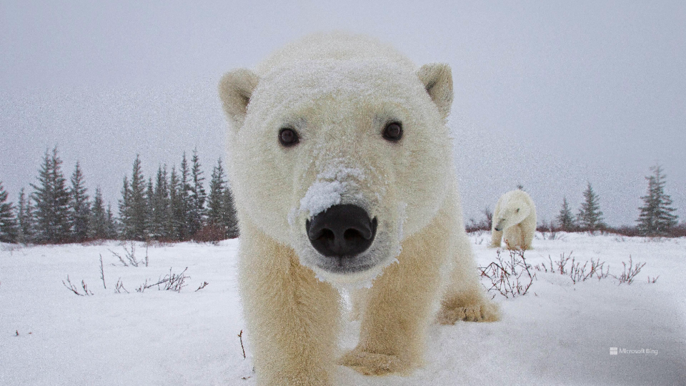 Edge 阅读模式 & 开发者模式网页