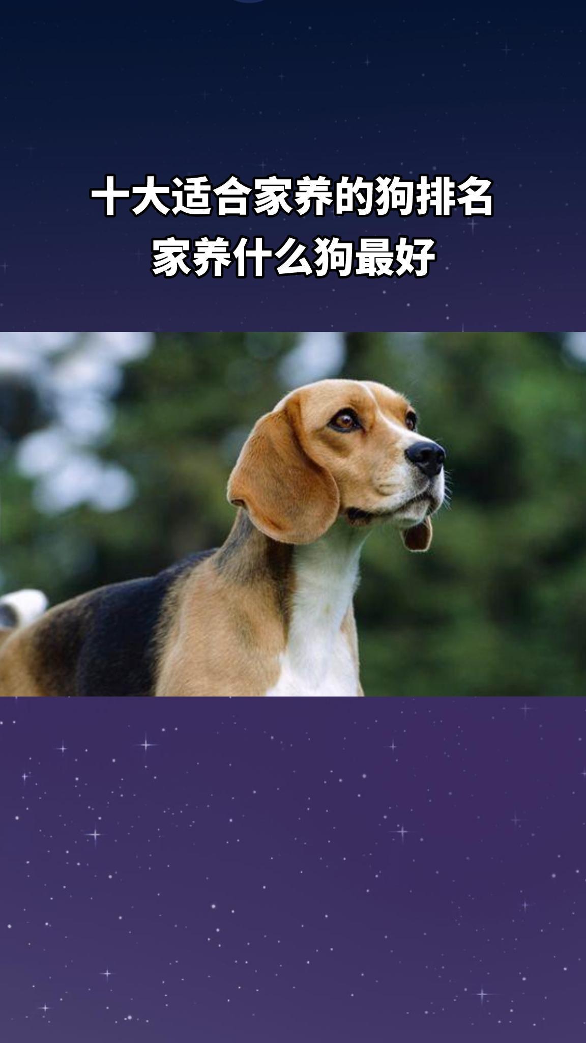 十大适合家养的狗排名家养什么狗最好
