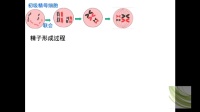 《减数分裂及精子的形成过程》的微课