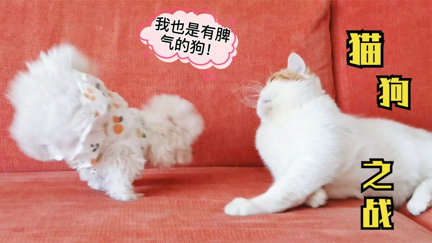 实拍猫狗打架互不相让,整个过程狗狗被猫咪狂虐,不信你看视频