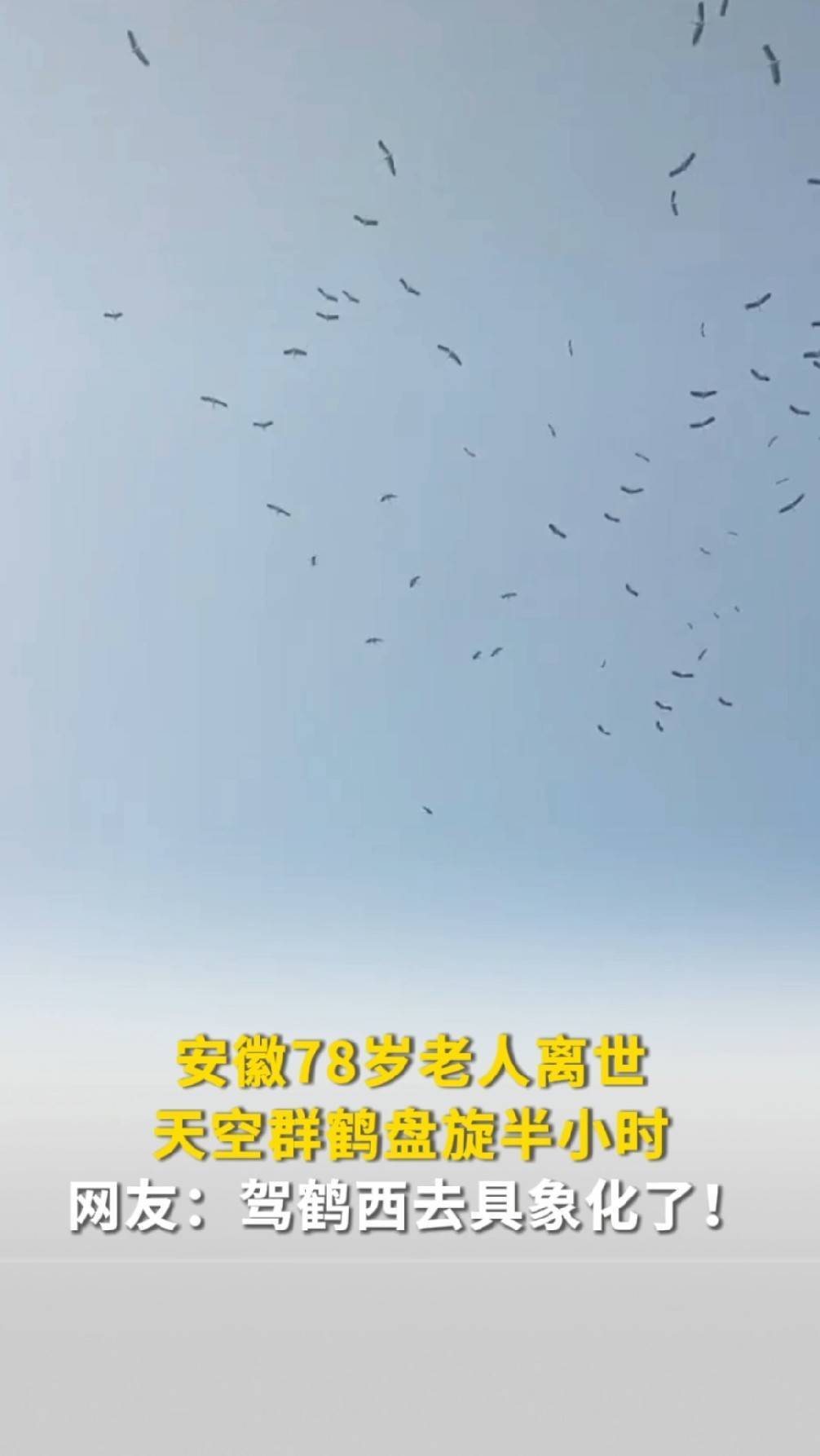 安徽78岁老人离世,天空群鹤盘旋半小时,网友:驾鹤西去具象化了!