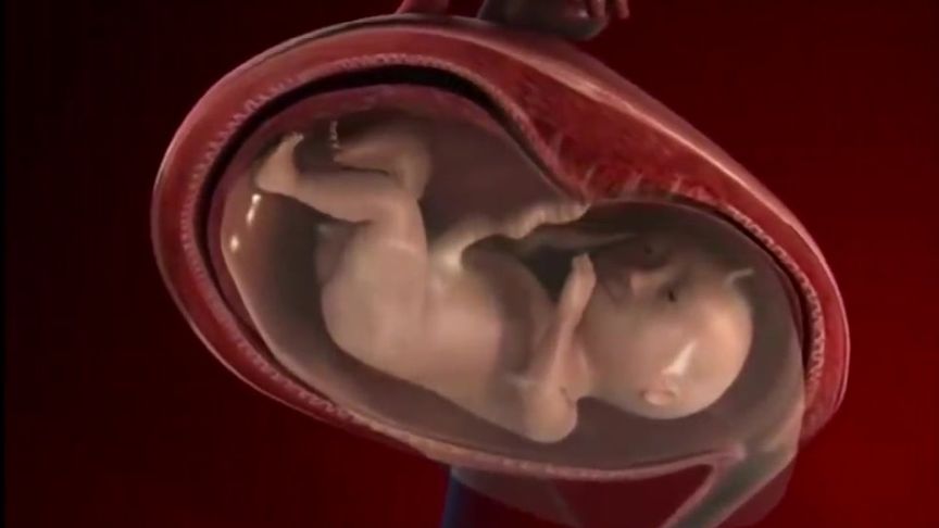 胎儿形成的过程动画