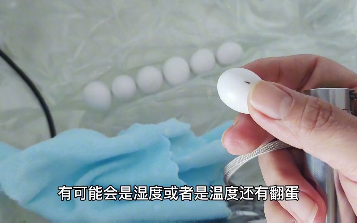 人工孵化玄凤鹦鹉,温湿度应该怎么掌握,个人实践总结分享