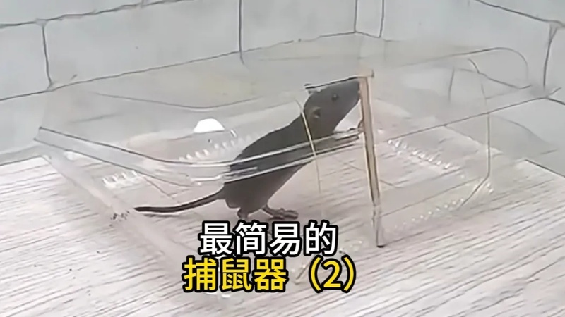 最简易的捕鼠器(2) 捕鼠器 抓老鼠 老鼠 实验 手工制作