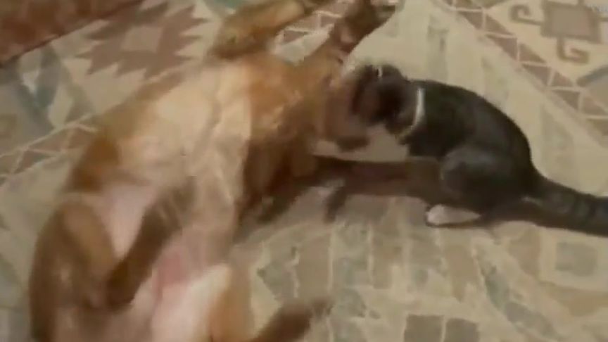 猫和狗打架搞笑视频集锦