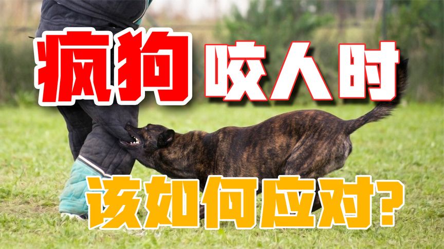 遇到狗扑咬人时怎么办?狗有什么致命弱点,掌握正确的应对措施