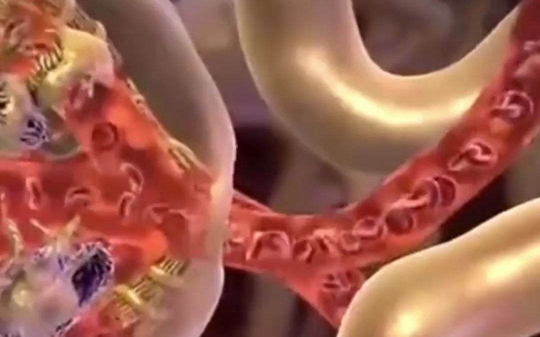 3D动画演示 血液经入球小动脉进入肾小球被滤过