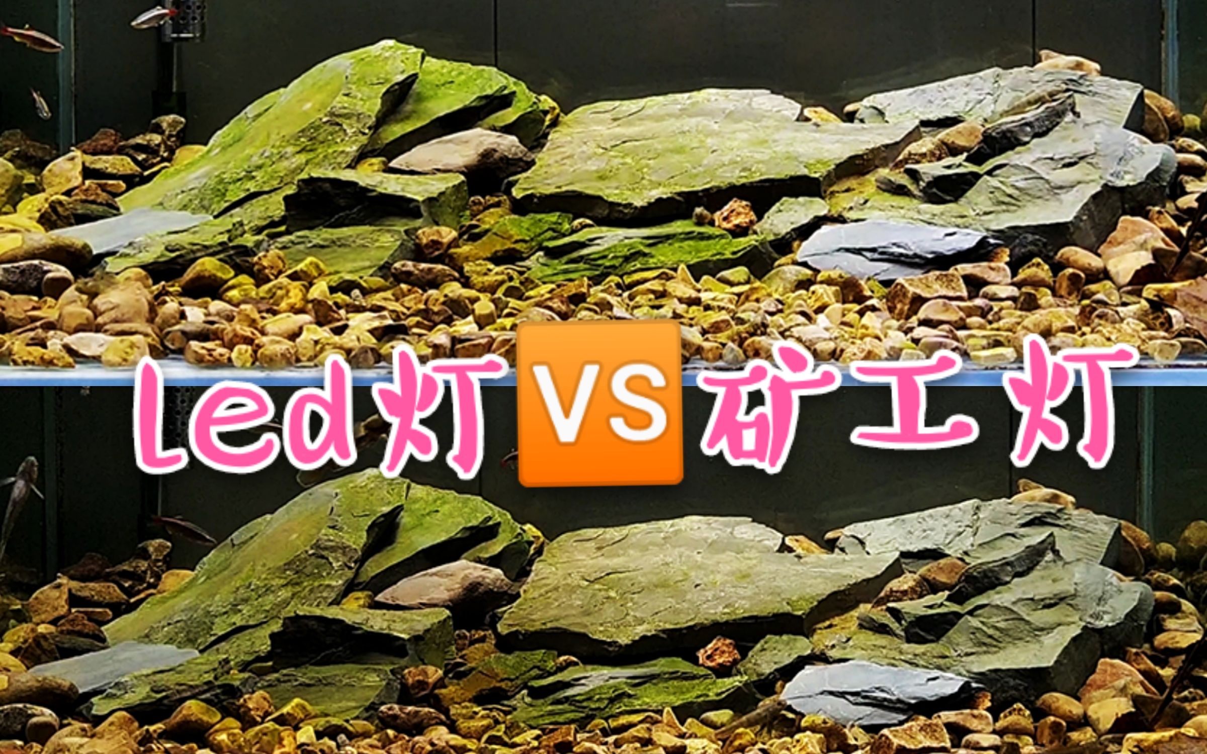 【60原生缸】矿工灯 led灯 两种灯效果对比