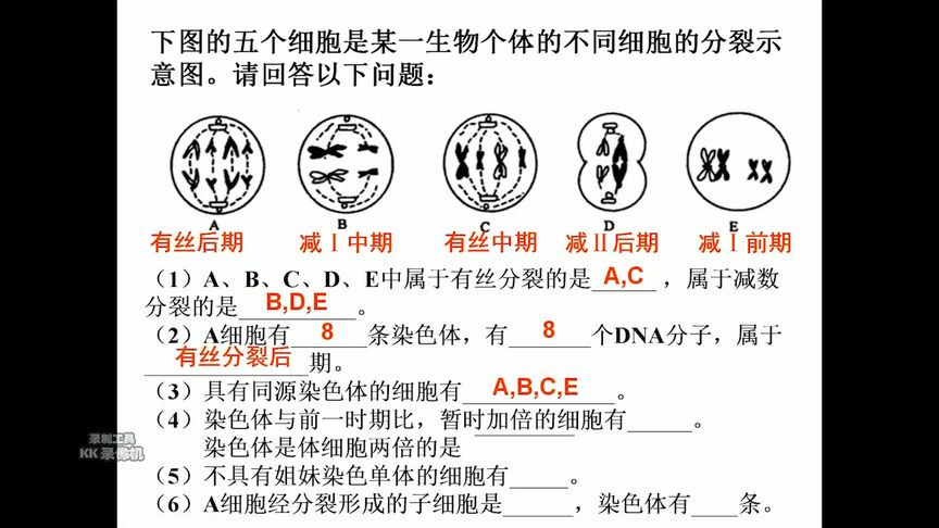 高一生物《减数分裂和受精作用》