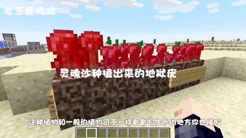 我的世界:MC地狱有一种灵魂沙种植出来的地狱疣,你听说过吗?