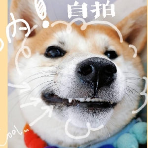 是张木木鸭 