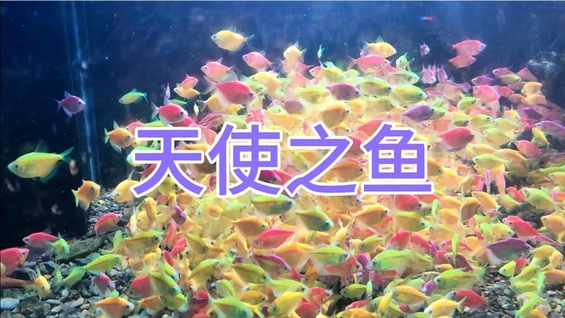 五彩斑斓的小鱼,梦幻海底世界