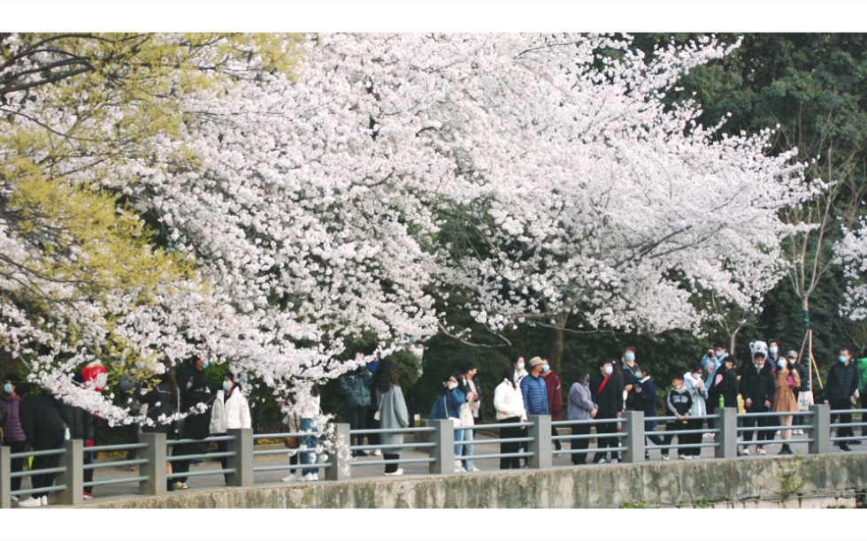 郑州市人民公园的樱花开了