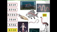 《种类繁多的动物》的微课