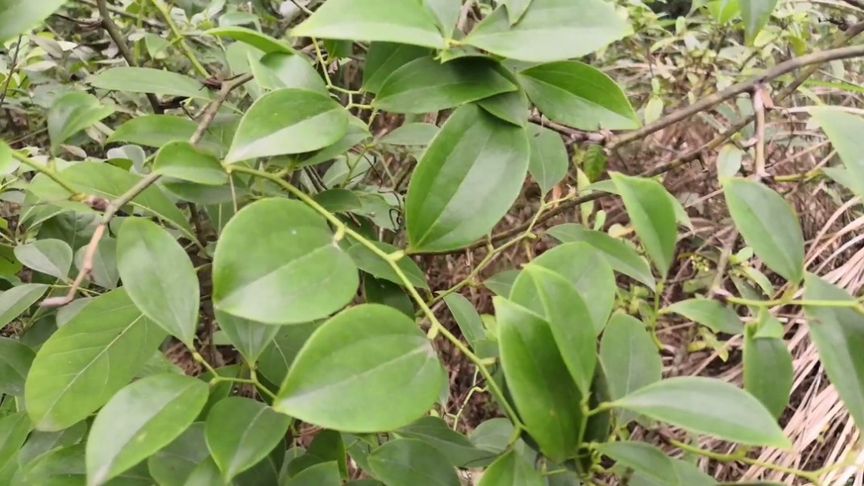 中老年人太爱的金刚藤就是长这样了