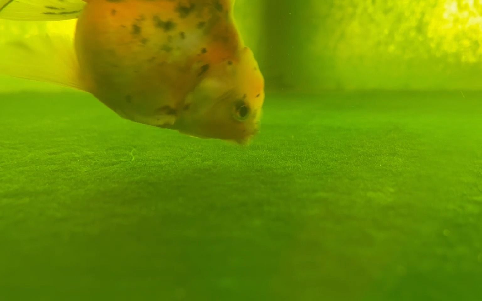 到底该不该爆藻?爆藻的好处与坏处,看完你就知道了