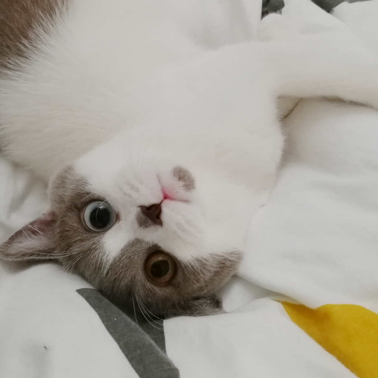 爱撸猫的荣医生 
