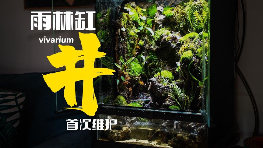 雨林缸造景第一次维护,小型雨林缸#生态缸 #雨林缸 #华西雨蛙