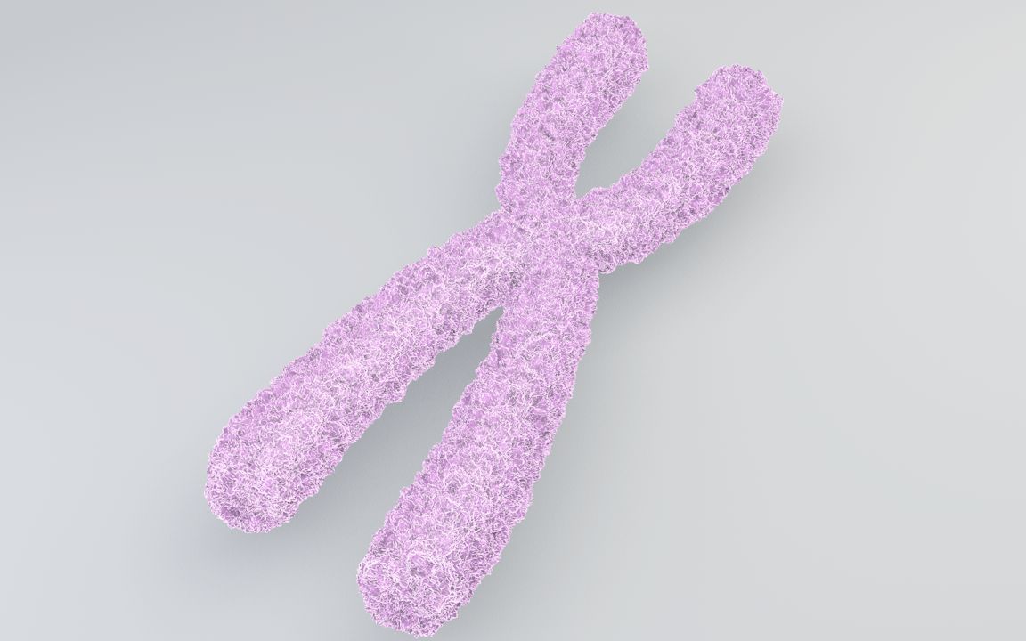 C4D科研绘图教程(十五)-染色体