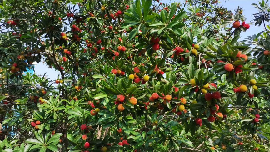 又到杨梅季了! 你知道杨梅的功效和禁忌么