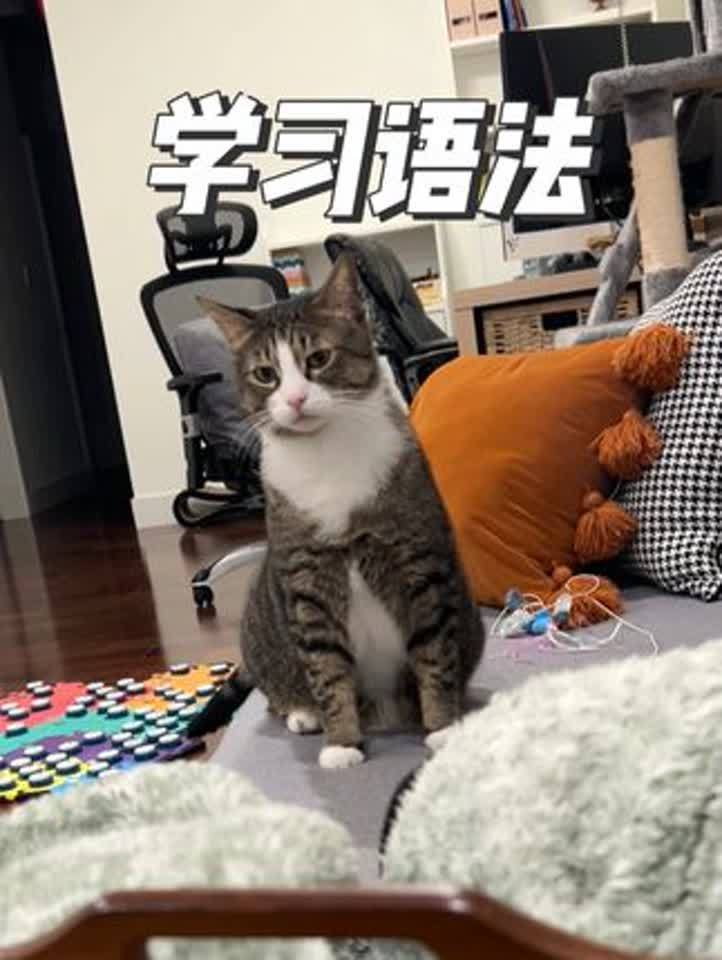 妈妈教小猫学语法 #万物可爱计划 #宅家治愈记