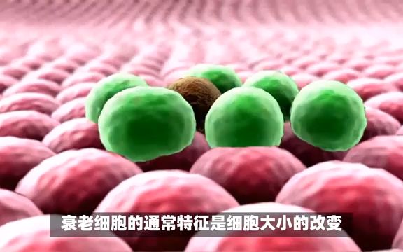细胞衰老有什么特征呢?