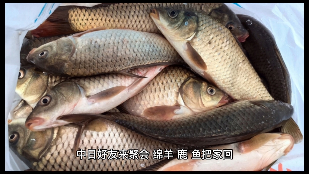 必会语法 可数名词变复数 顺口溜