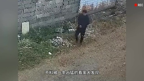 这哥们儿单挑自家狗,气场全开这画面太真实也太有意思吧绝了