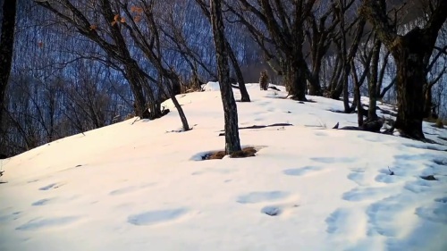 华丽的远东豹统计数据分析