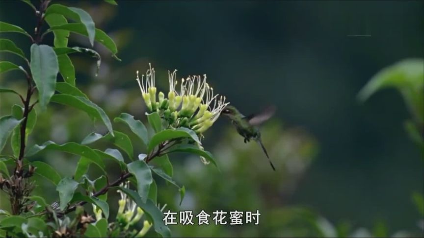 漂亮的羽毛除了平衡飞行,原来还有这用处