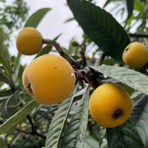 考证大王华经理 