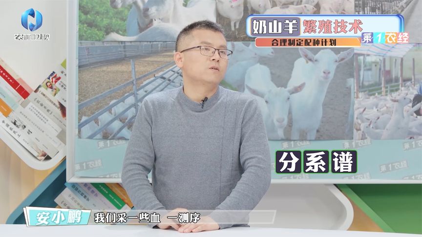 【农经专家课】奶山羊养殖要合理制定配种计划