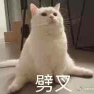 红豆鹿 