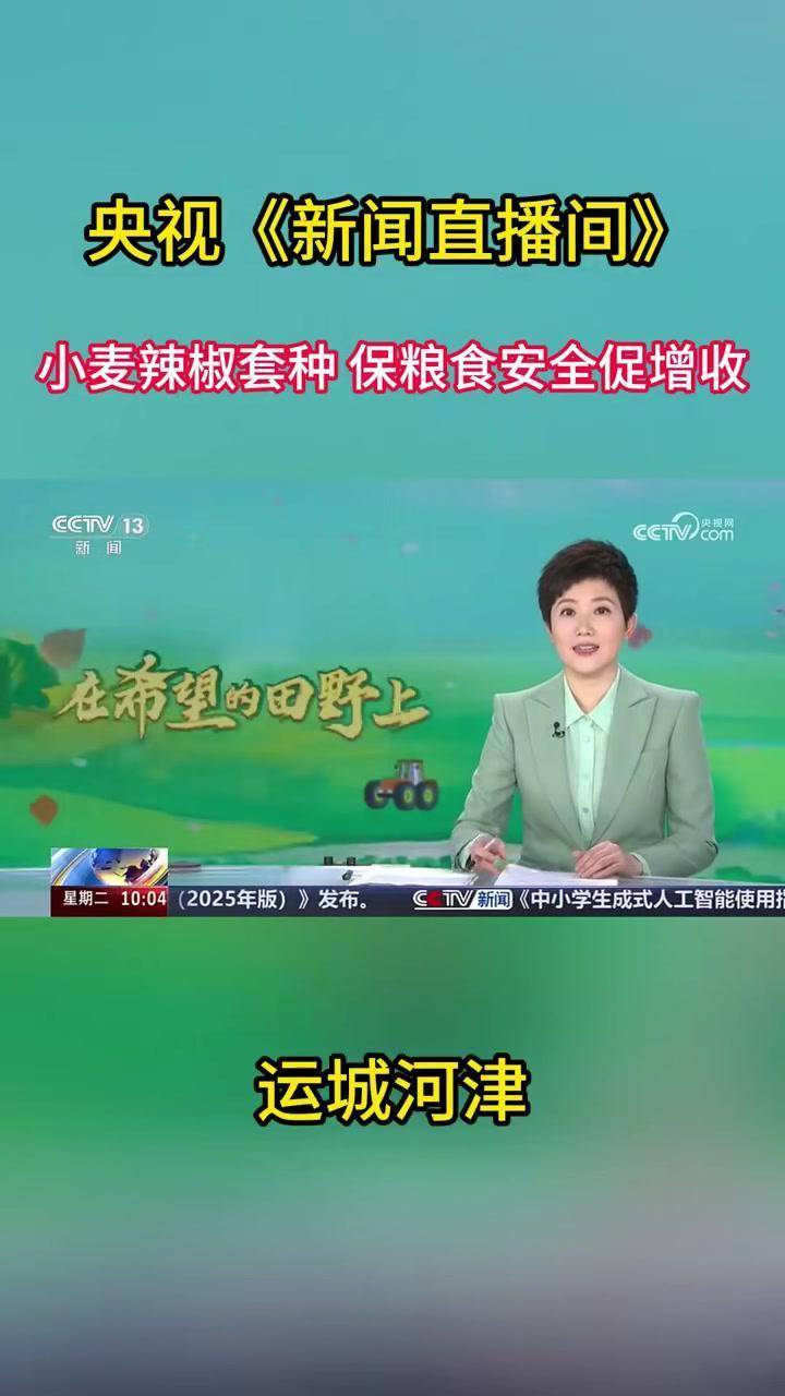 央视《新闻直播间》:运城河津小麦辣椒套种保粮食安全促增收#本地...