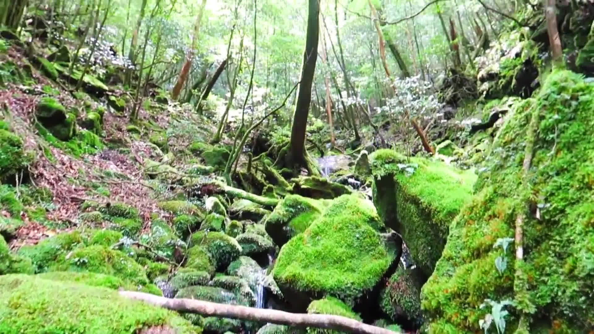[日本旅游]幽灵公主的秘密森林——日本屋久岛