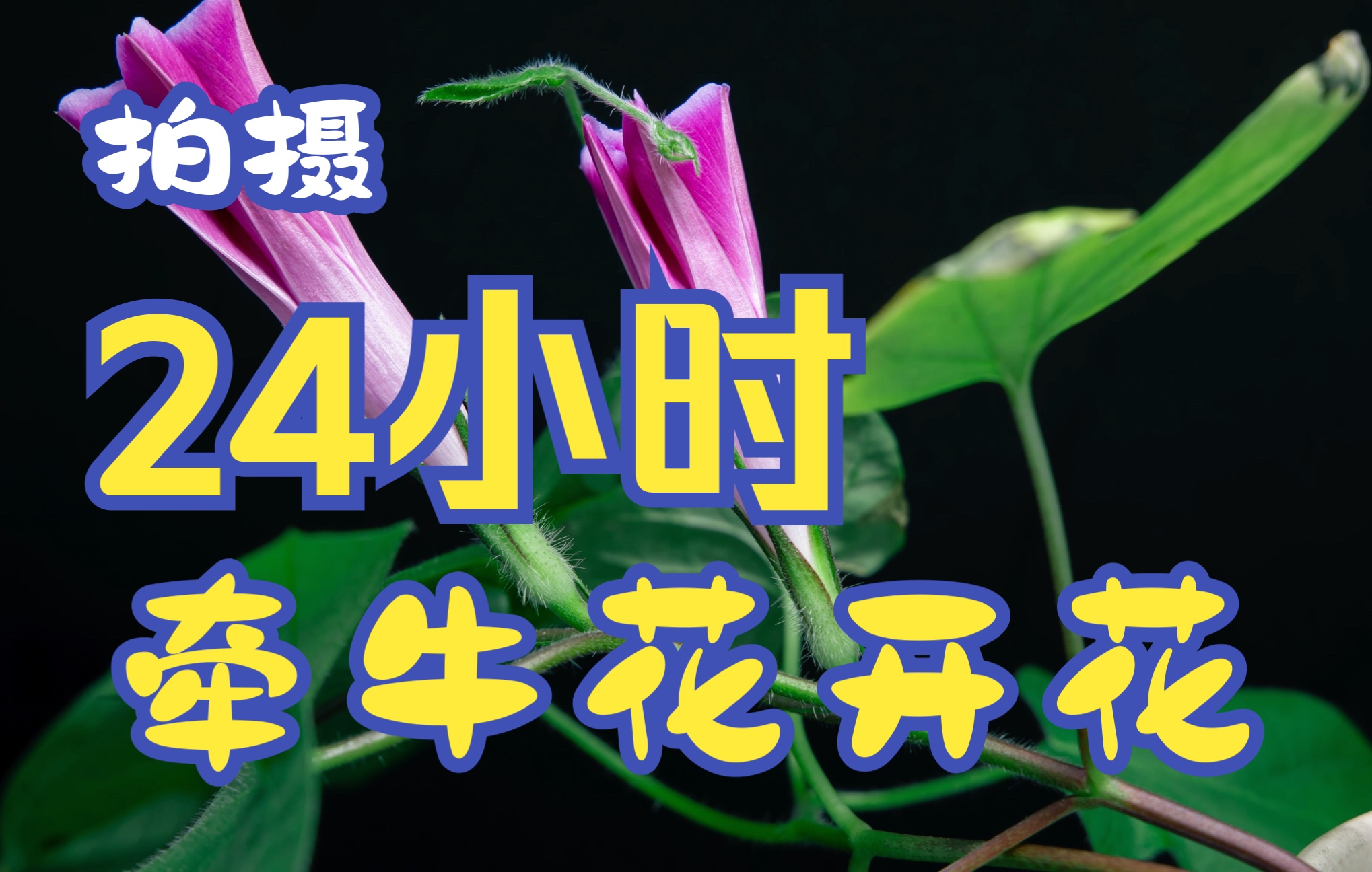拍摄24小时牵牛花开花过程