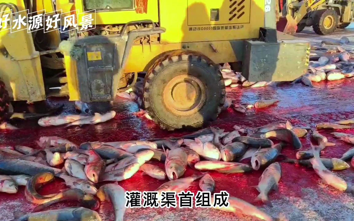 ...水华危害很大,有的会使水体丧失应有的功能,水源地保护尤为重要。