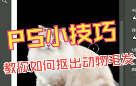 【PS小技巧】一招教你抠出小动物漂亮的毛发!