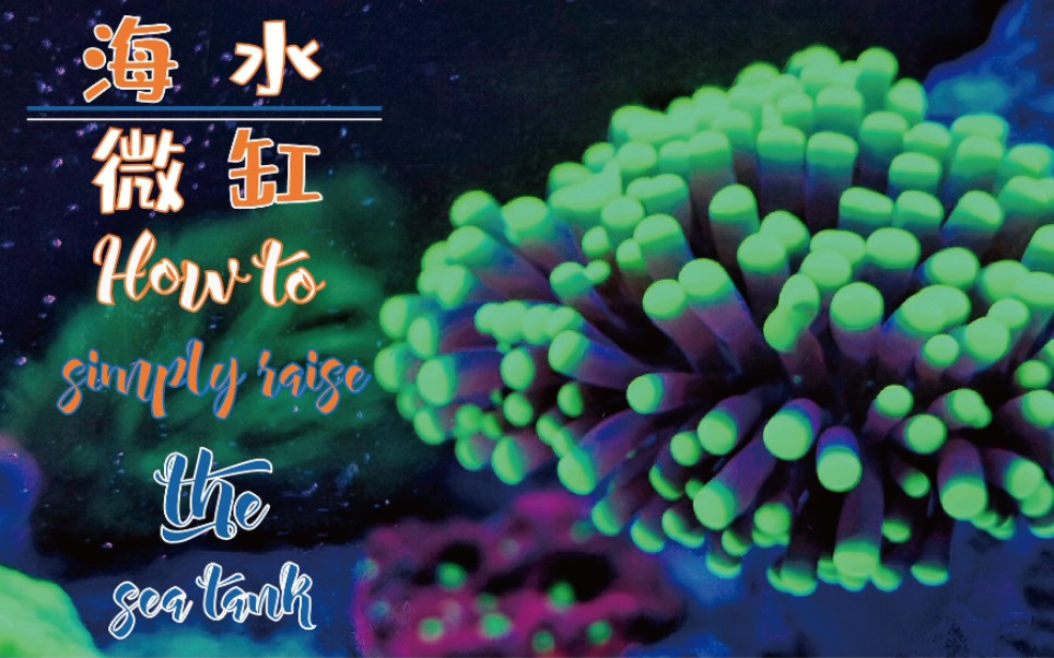 【海缸】30L微缸海水鱼缸开缸第四天记录微缸柏林系统如何建立