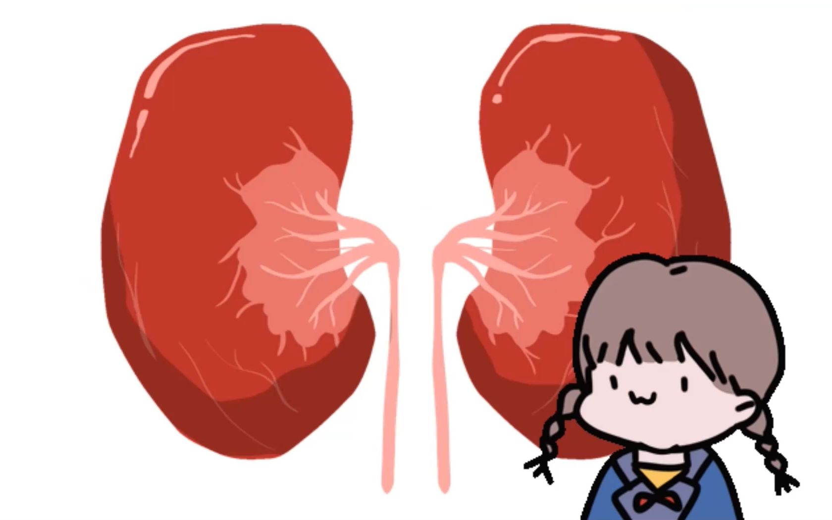 初中生也能听懂的肾脏肾小管重吸收【生理学泌尿系统】