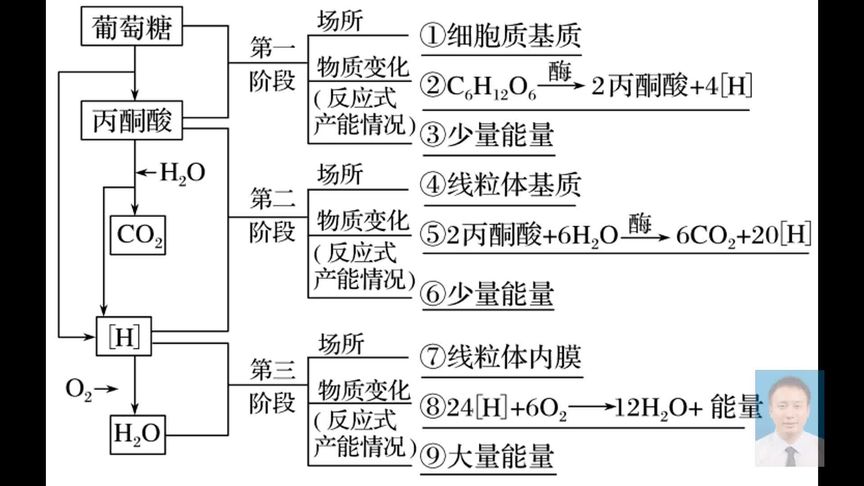 第三章 细胞的代谢 第十节课
