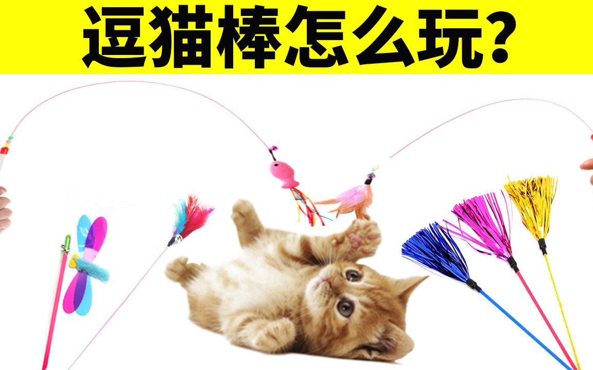 逗猫棒怎么玩?你真的会吗?