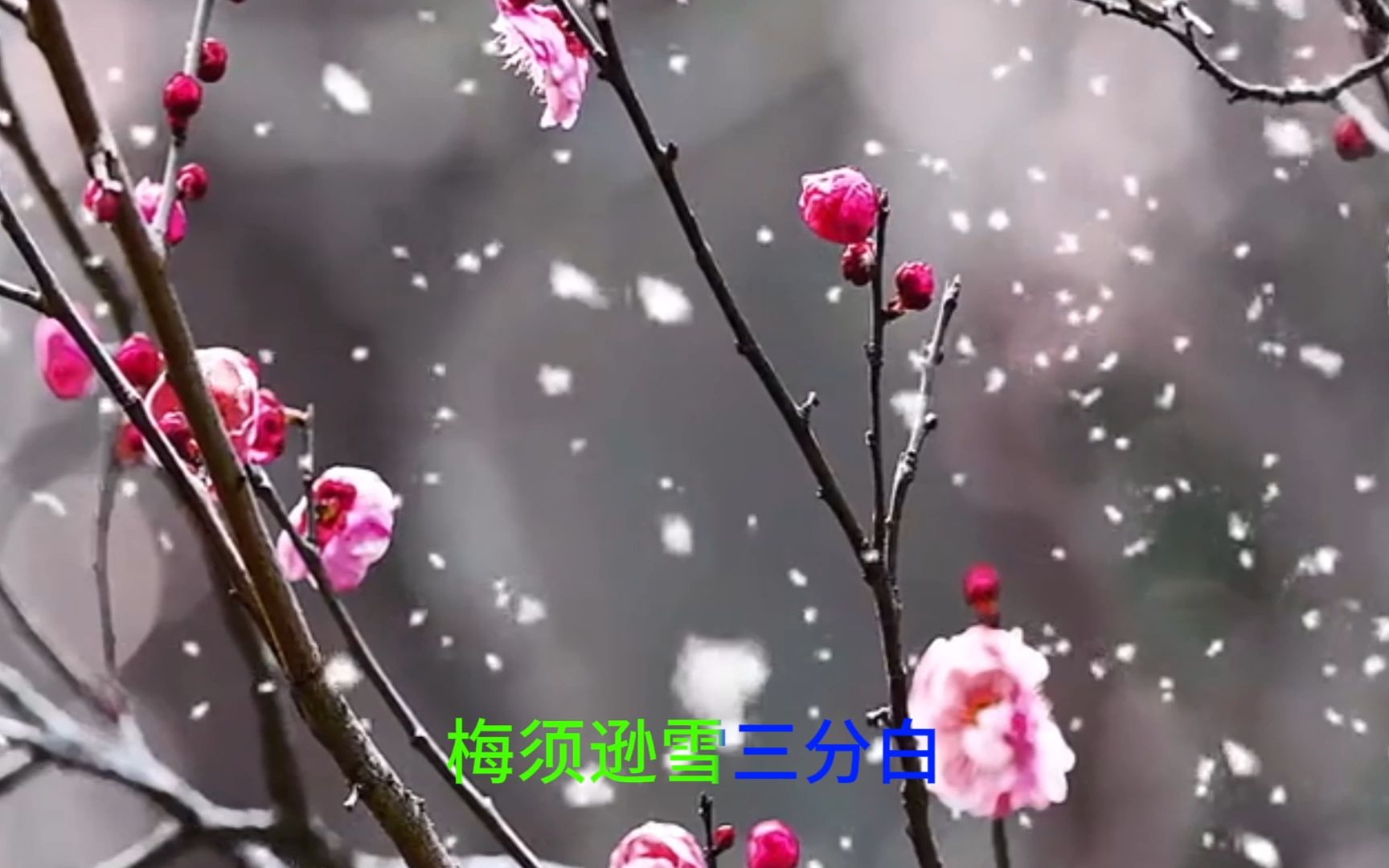 小学必背古诗词180首-雪梅(其一),每天一分钟轻松学诗词。《雪梅》是...