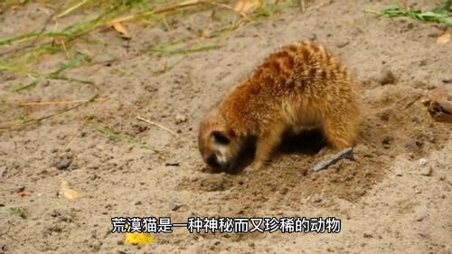 今天是珍稀动物保护日,讲个荒漠猫的故事